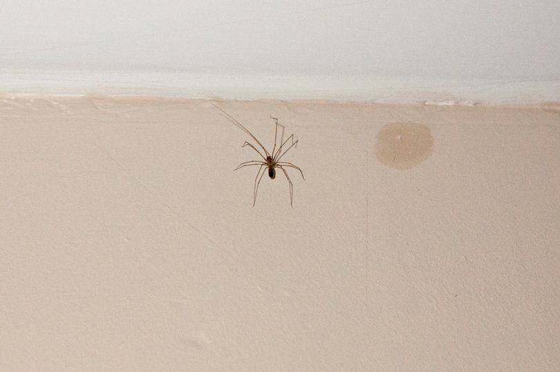 Irish homes must try this 50 cent spider hack before October