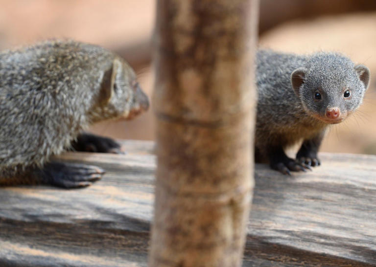 Invasive mongoose captured in Hawaii, sparking renewed concerns