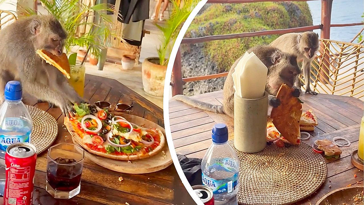 Pizza fiend! Cheeky monkey steals meal from stunned tourists in Bali
