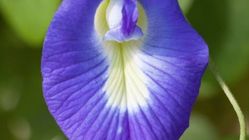 7 Manfaat Ajaib Bunga Telang, Tanaman Rambat yang Hasilkan Khasiat Alami