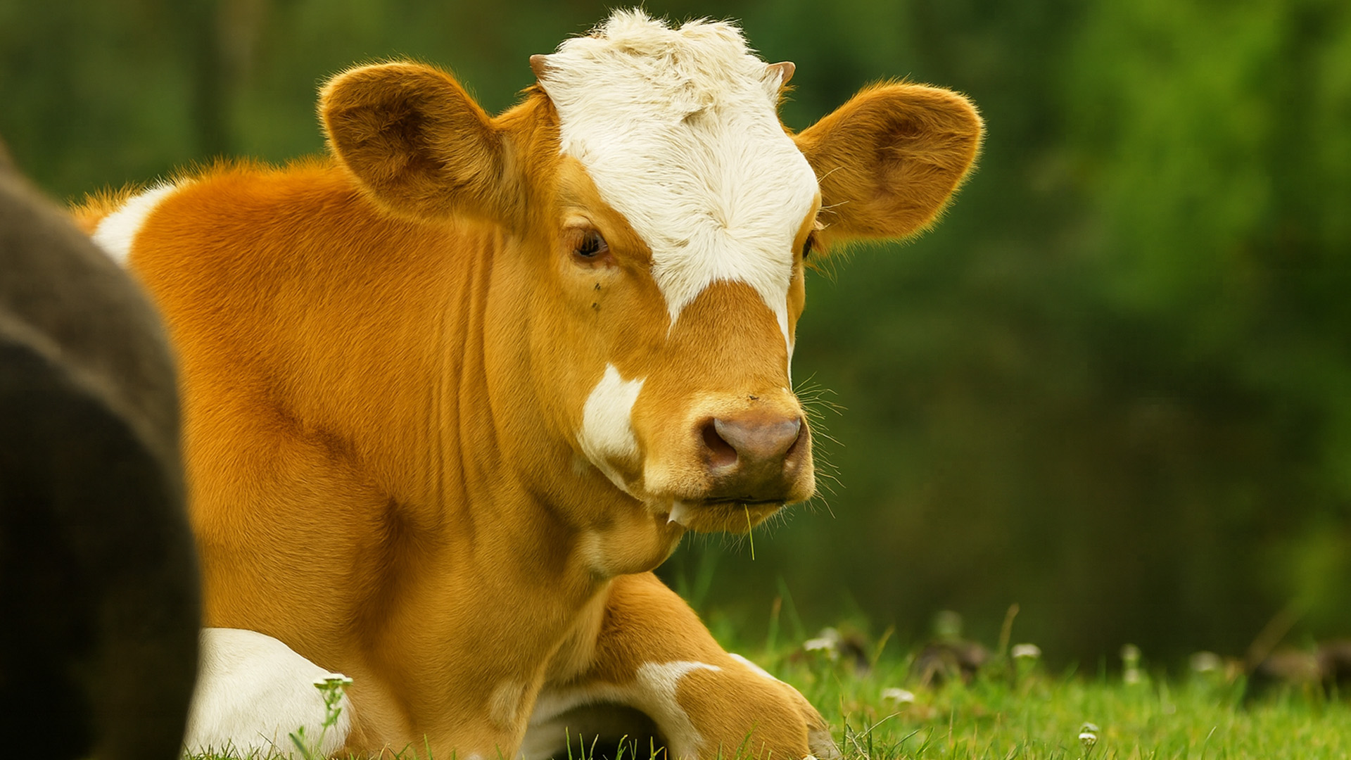 Farm-raised bull grazing in a pasture
