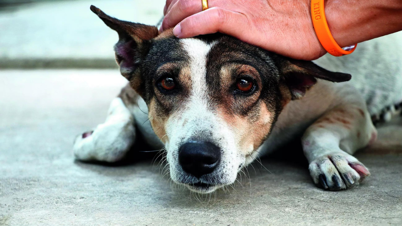 Delhi stray dog menace: Govt aims to microchip 10L dogs in 2 years ...