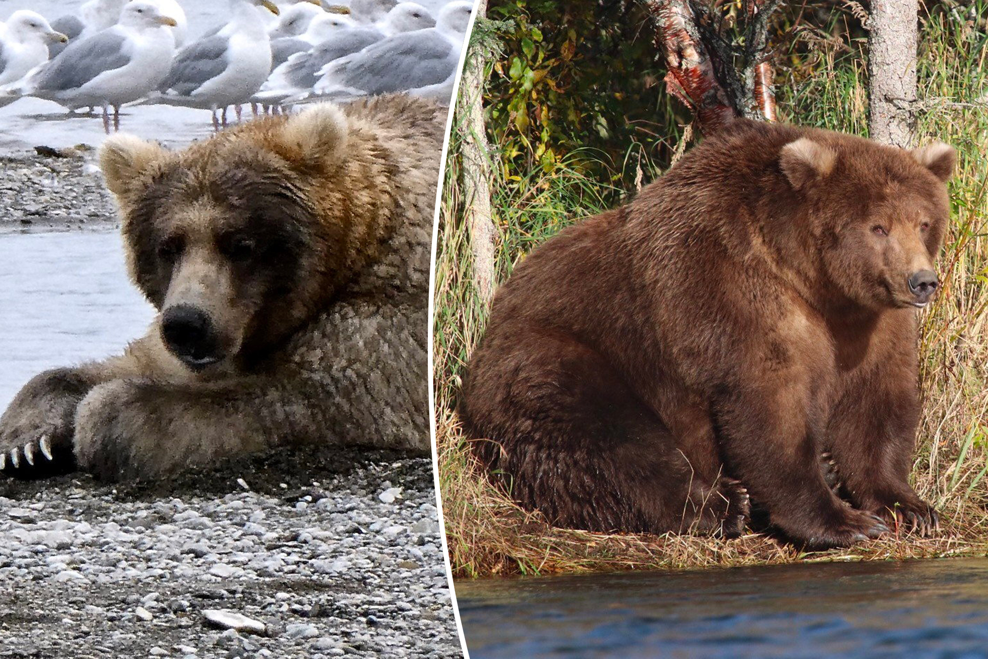 Alaskan brown bears to duke it out for ‘fattest’ bear title in 11th ...