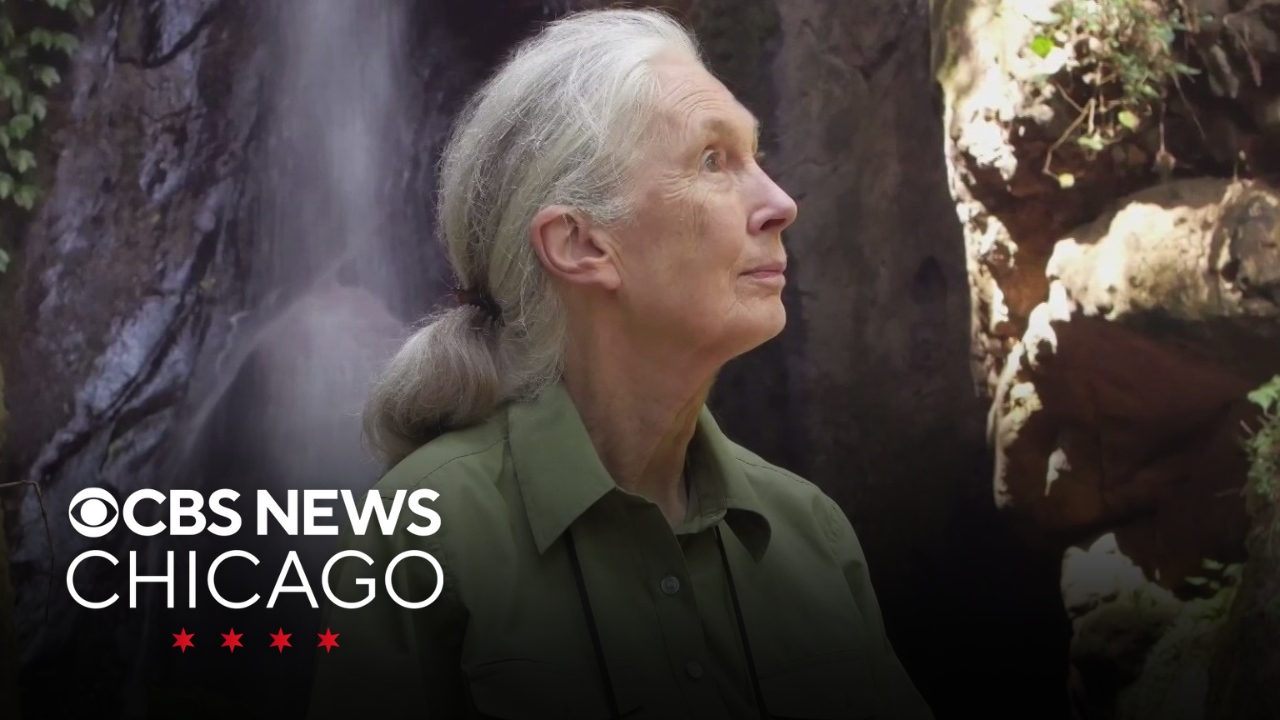 Jane Goodall to speak at Lincoln Park Zoo
