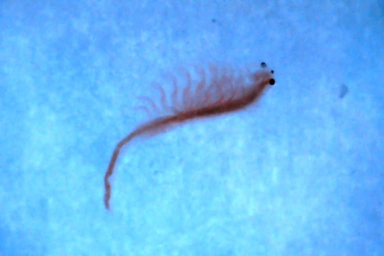 Kettering student sets new world record for largest Sea-Monkeys tank