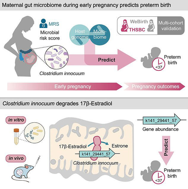 Bacteria linked to cancer now associated with deadly pregnancy complication