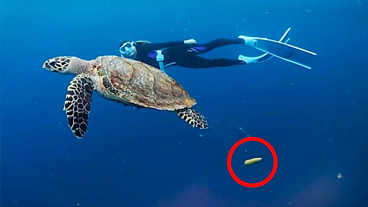 Sea turtle poops mid-video as diver films in Philippines