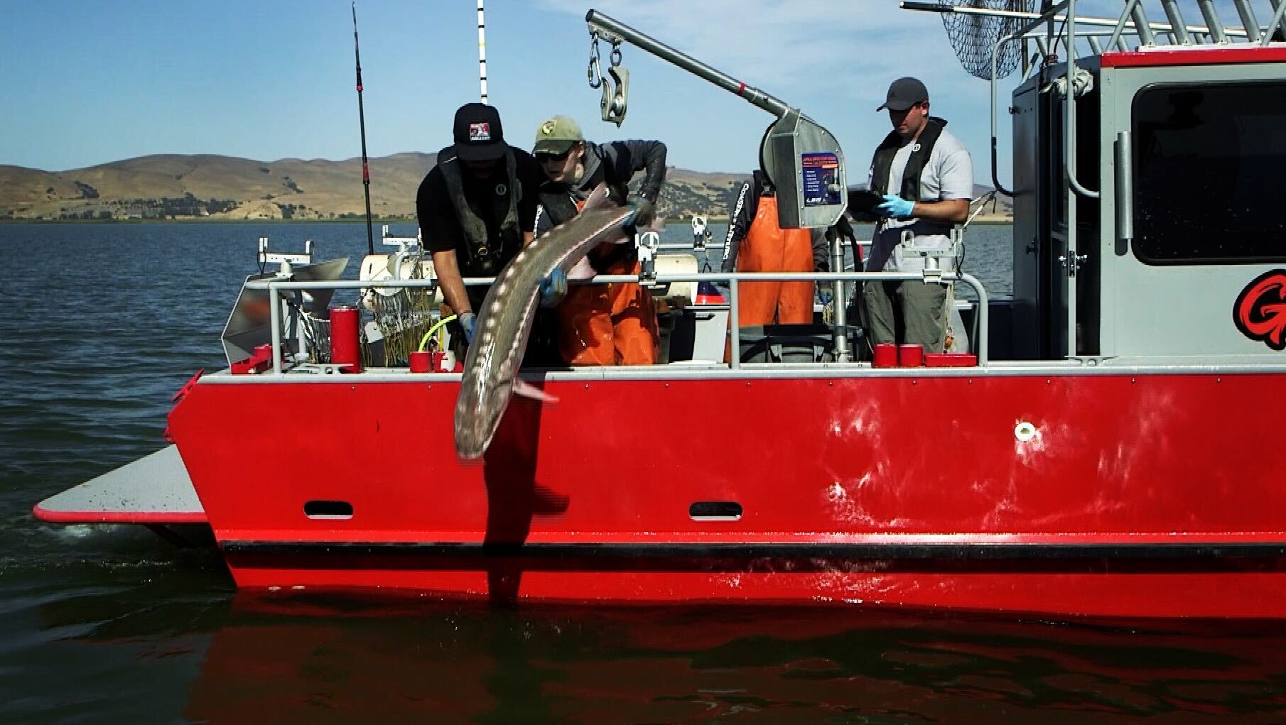 California working to count the Bay Area's freakiest fish