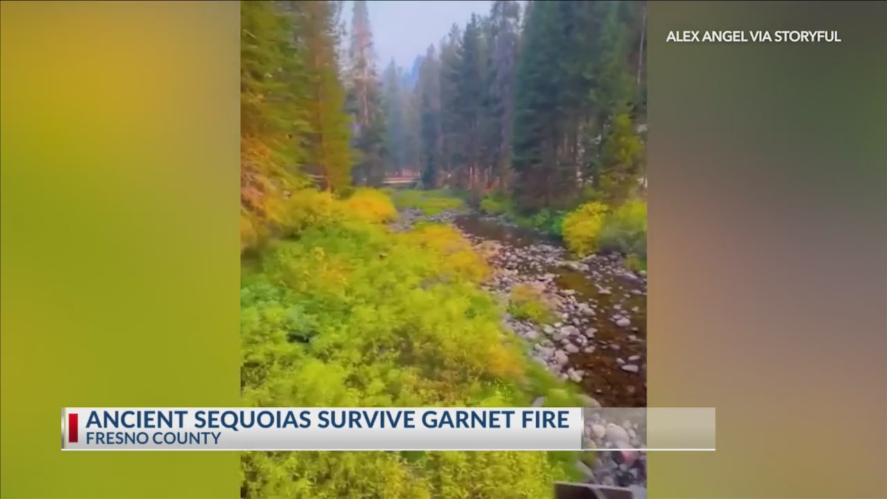 Ancient sequoias survive Garnet Fire