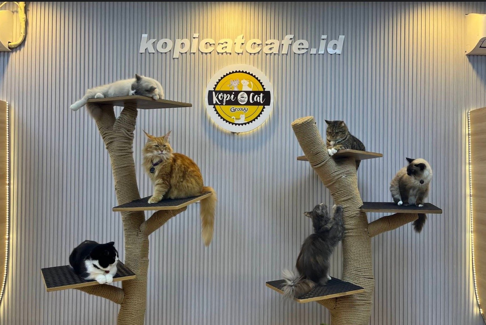 Ngopi Sambil Main dengan Kucing Lucu? Coba 3 Kafe Hits di Surabaya Ini