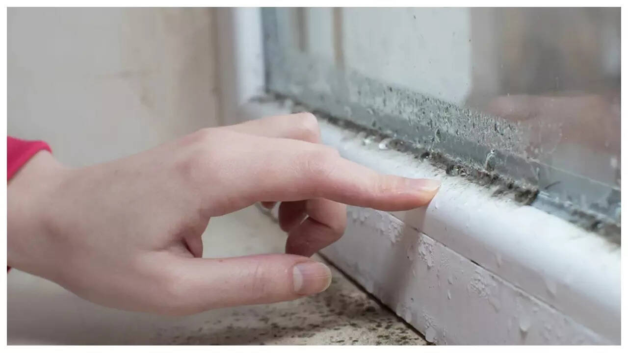 How the harmless looking mold in home can be secretly impacting health