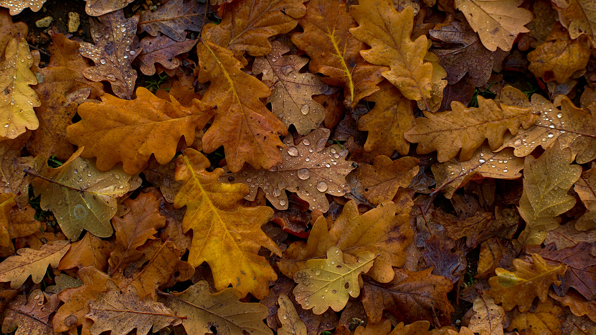 New warning issued for heavy rain on Friday into Saturday morning