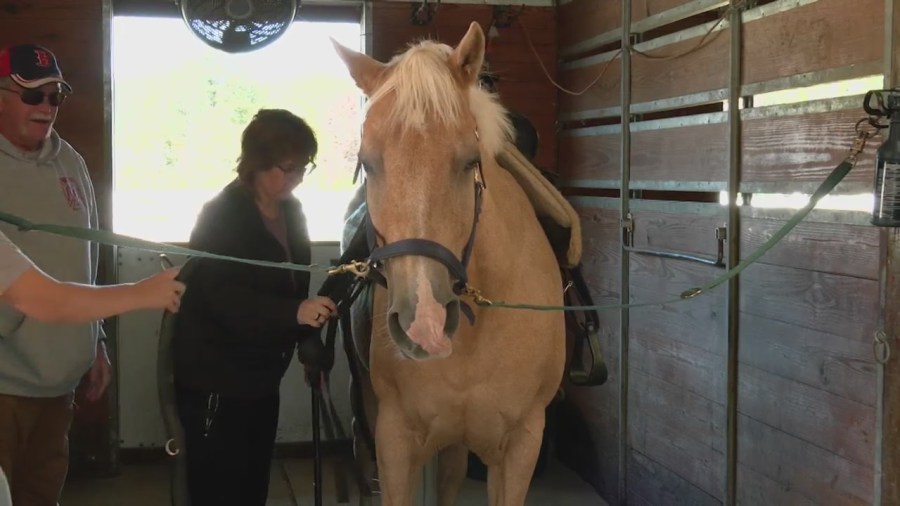 NYSID celebrates 50 years at therapeutic riding center