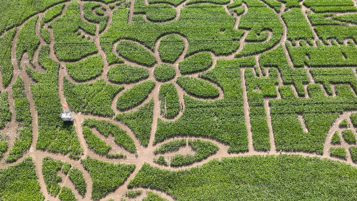 From Star Trek to T Swift-The Wildest Corn Maze Designs We've Ever Seen