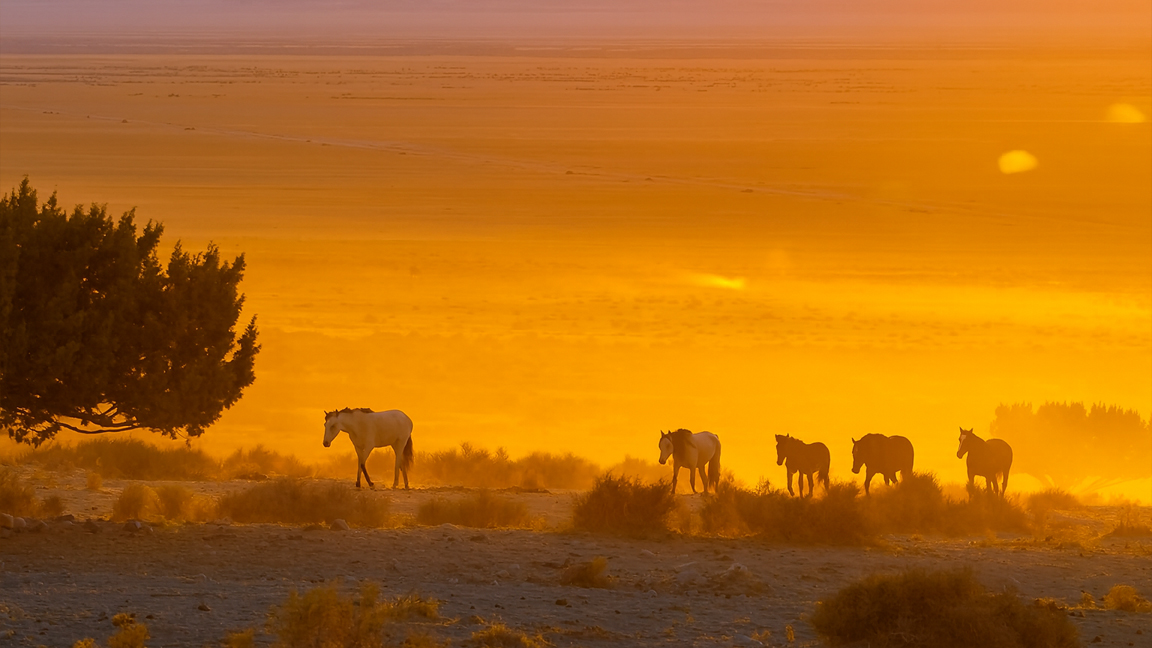 Unscripted Wild – Authentic Nature Moments in 4K