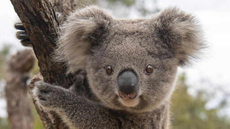 ‘Farcical’ deadline for koala park workers