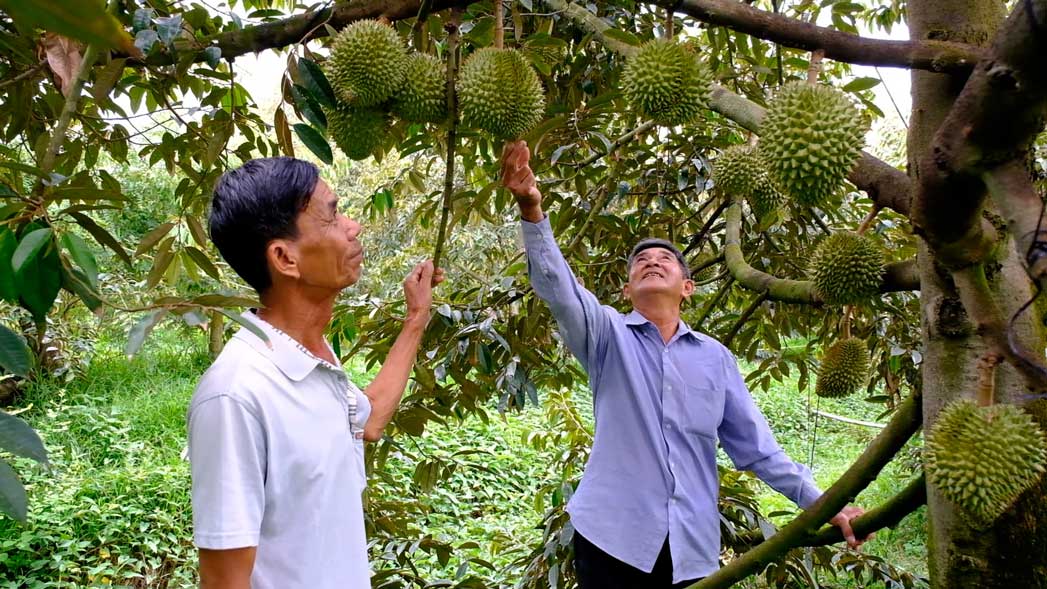Nguyên nhân và biện pháp xử lý tồn dư cadimi trong đất, phân tích từ ...