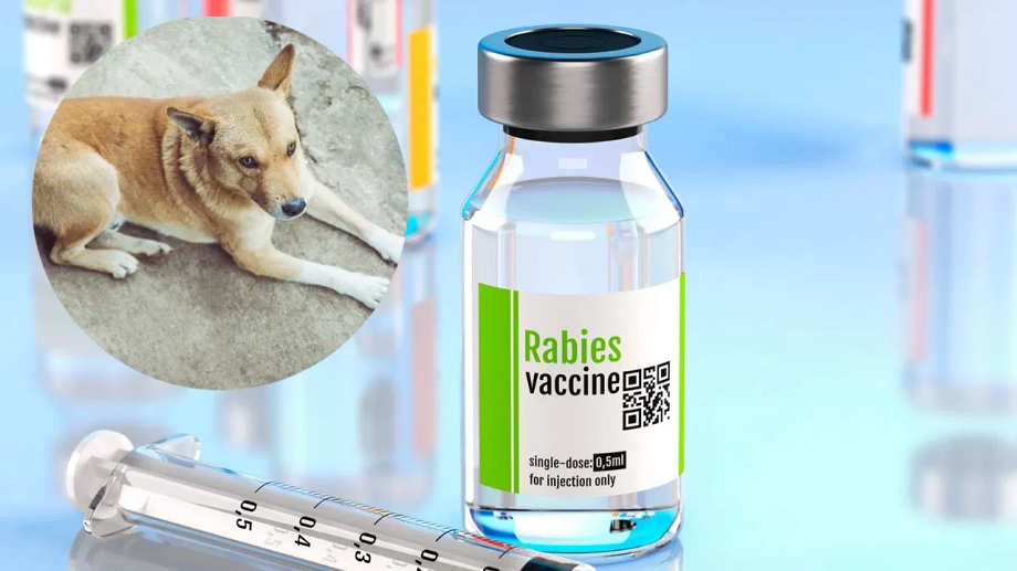 Rabies Vaccine: Why is it necessary to get the same brand of rabies ...