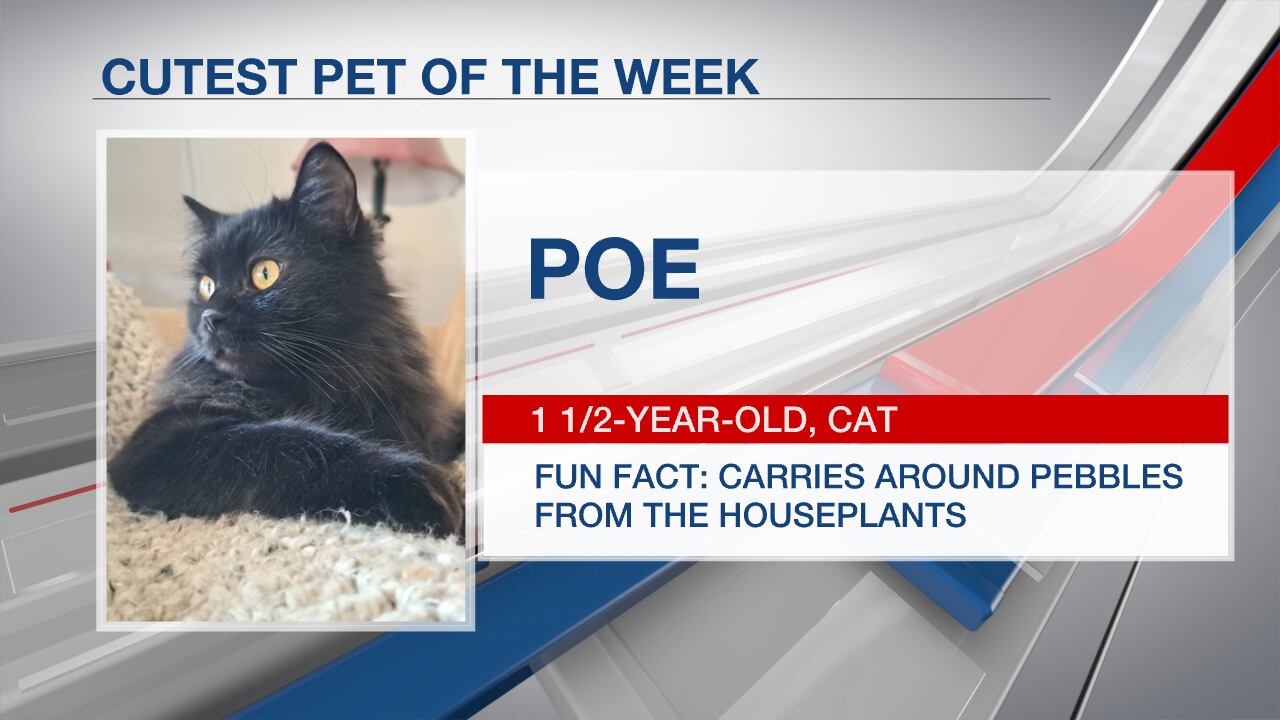 Cutest pet of the week: Poe