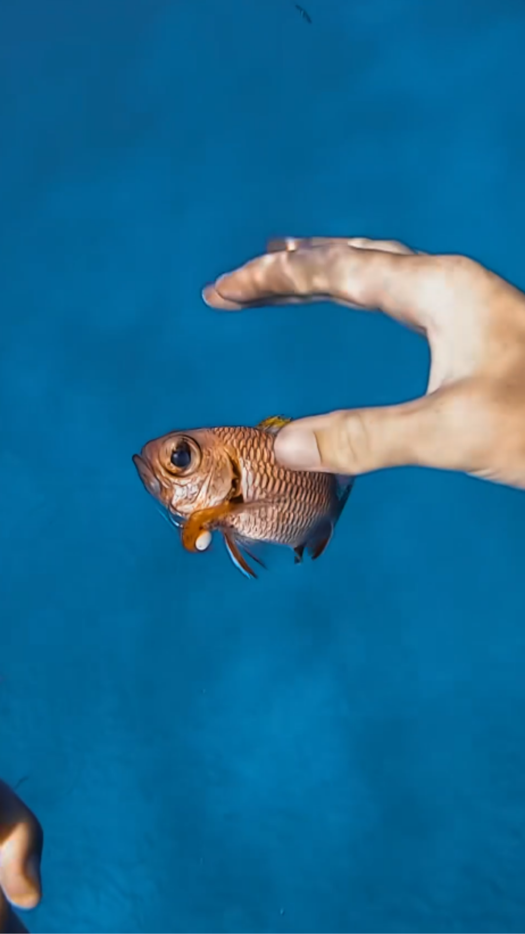 Helping a Fish Escape the Hook – Heartwarming Ocean Moment
