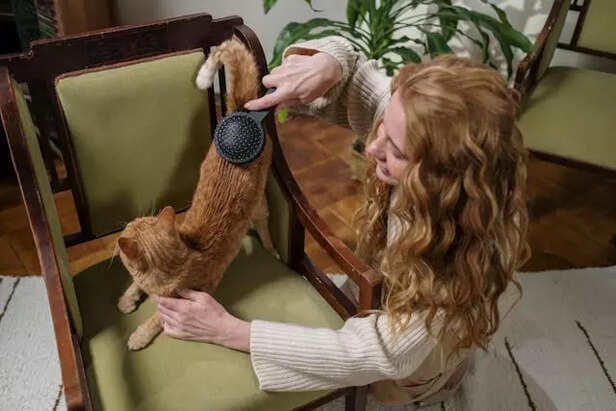 Is Cat Insurance Worth It? The Truth Every Owner Needs