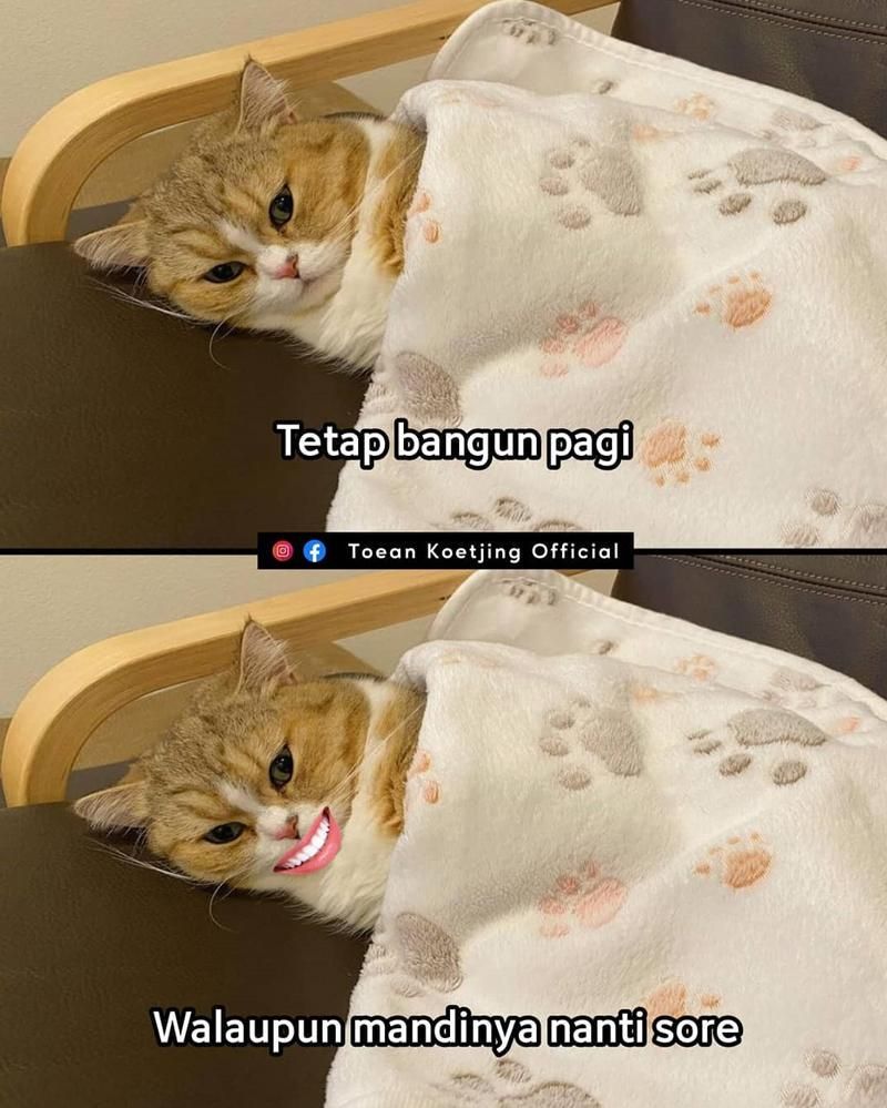 25 foto kucing lucu dan menggemaskan - Patrolmedia.co.id
