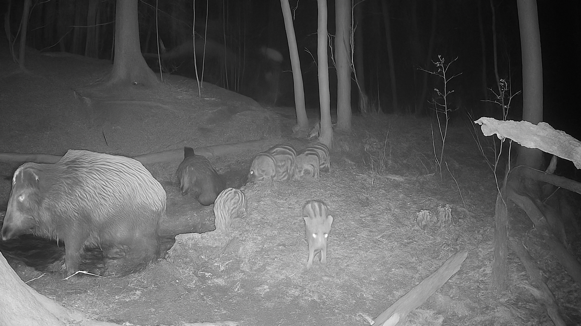 Uma câmera foi instalada na margem do rio — veja o que ela registrou