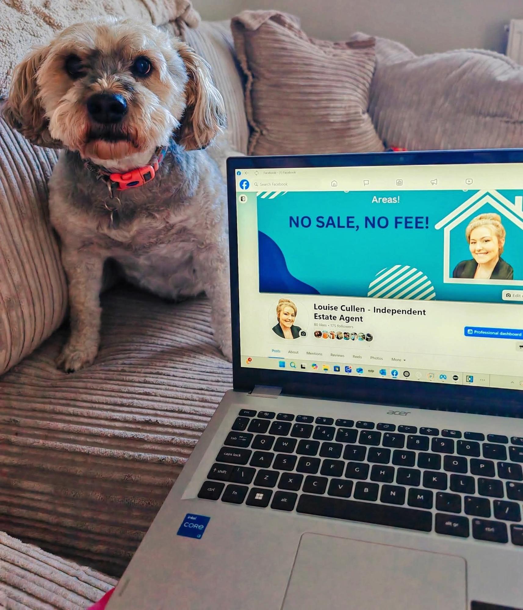 From Rescue Dogs to Real Estate: Local Agent Gives Back to Mayflower ...