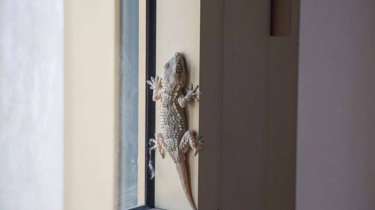 3 home remedies to keep lizards away from your home permanently