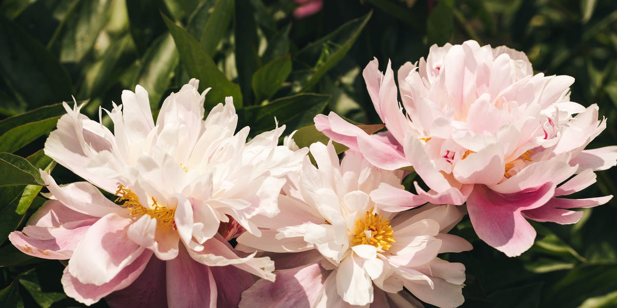 Bento box design, 'bark'itecture and blush pink will be some of 2026's biggest garden trends