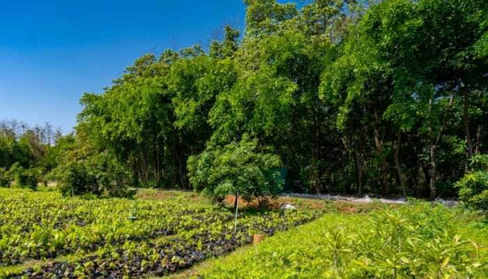 Reviving Rare Sal Trees: How Chhattisgarh's Coal Mine Is Working To ...