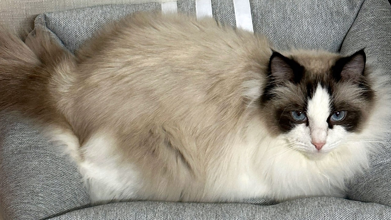 10 cat breeds that melt your heart instantly