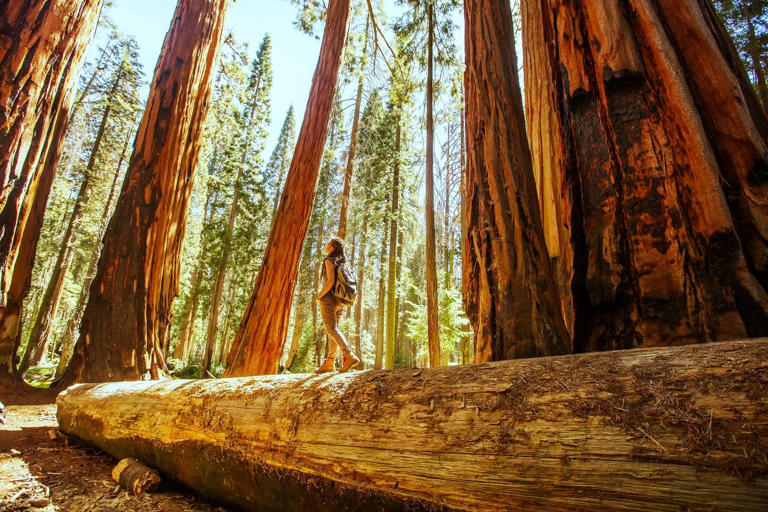 The Surprising State To See Giant Sequoia Trees (That's Not California)