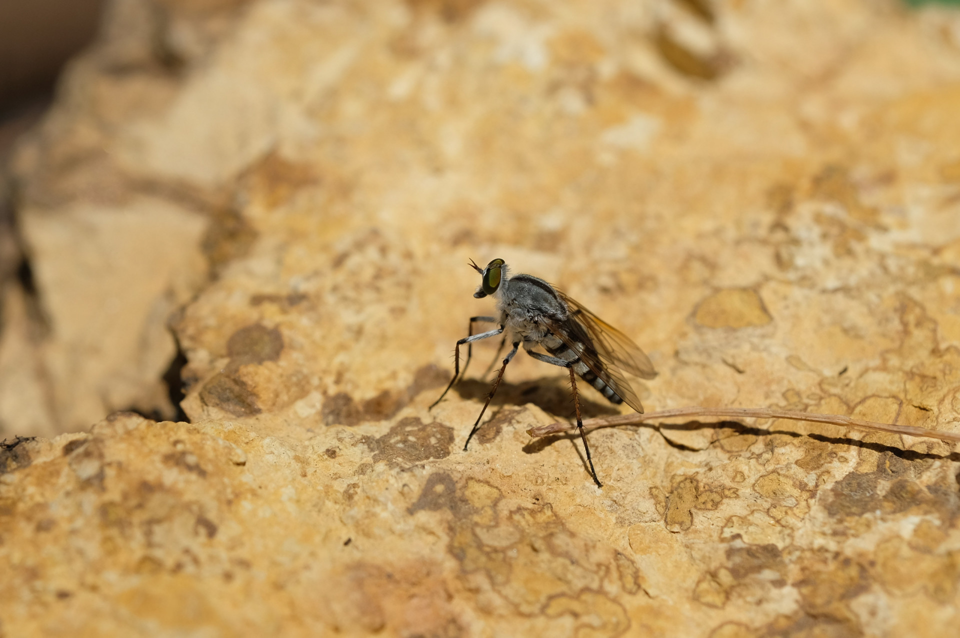 Can new bacteria in Amazon sand flies infect humans?