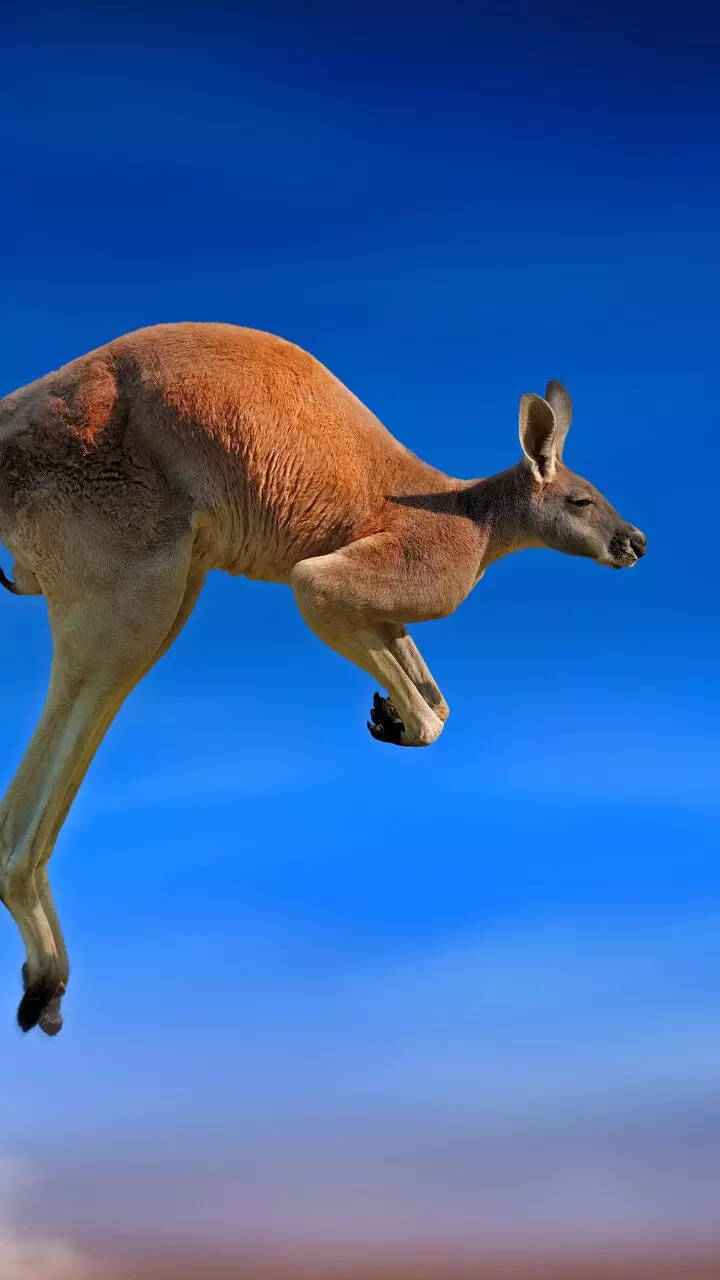 Nature's trampolines: 9 animals that can jump unbelievable heights!
