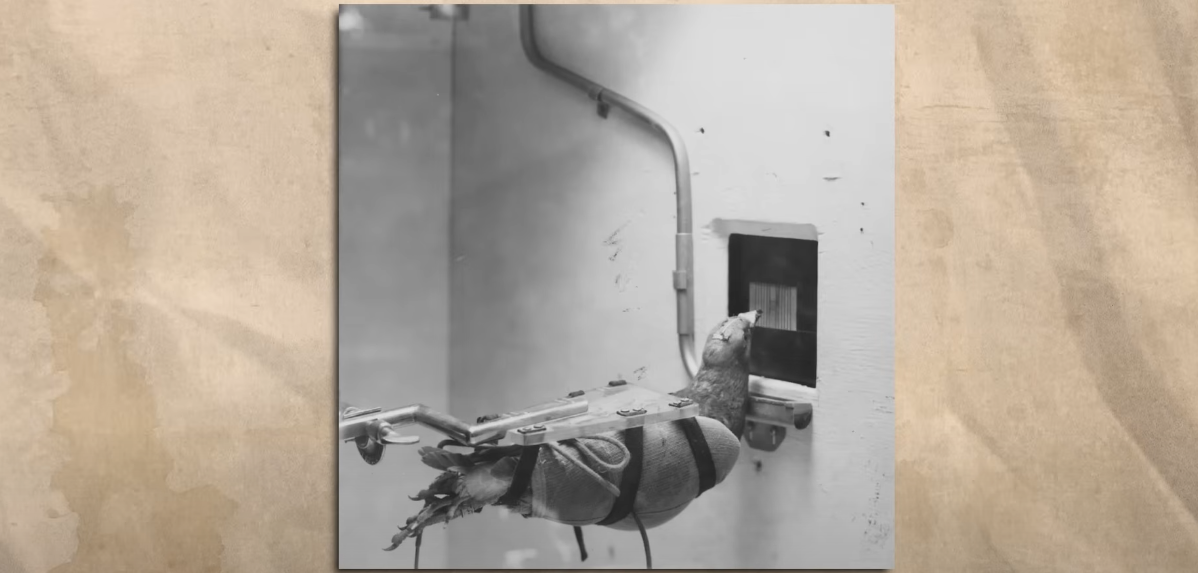 The US military once trained pigeons to guide bombs