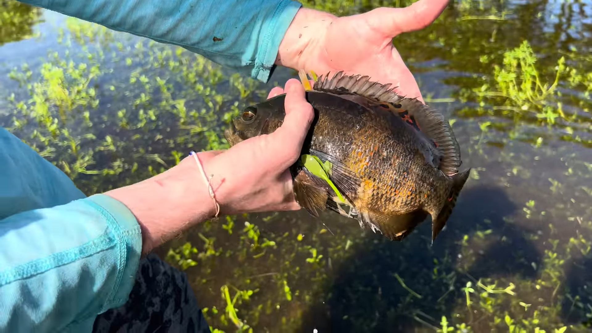 Saving Invasive Fish Trapped In Hurricane Flood