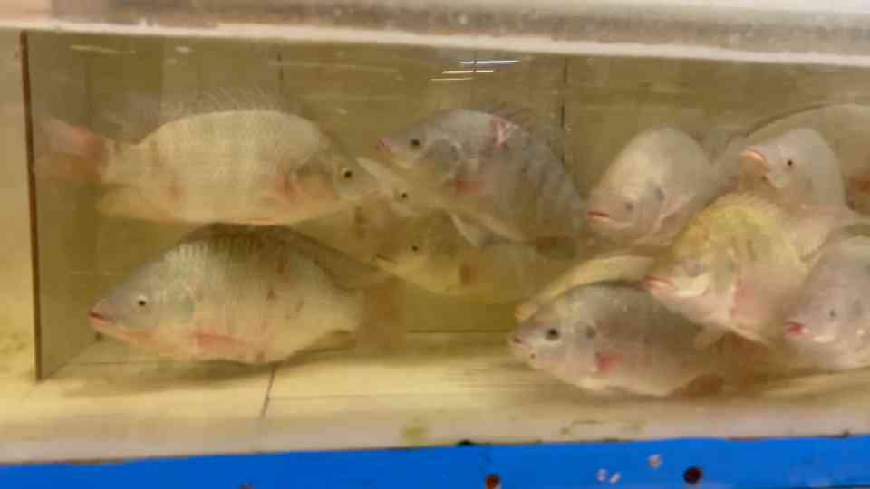 Saving Live Fish and Eels from Foreign Food Market