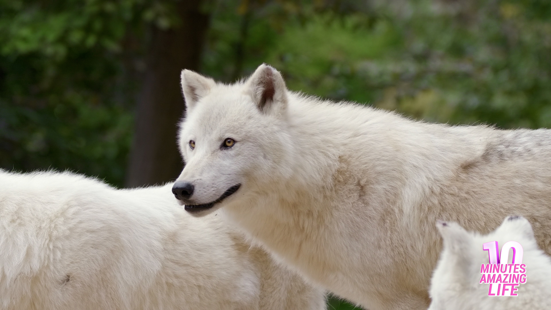Witte poolwolf tussen de roedel