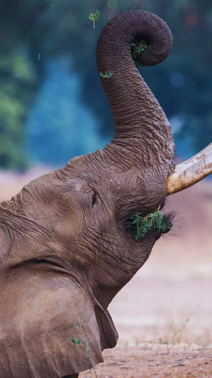 10 national parks around the world known for elephant safaris and sightings