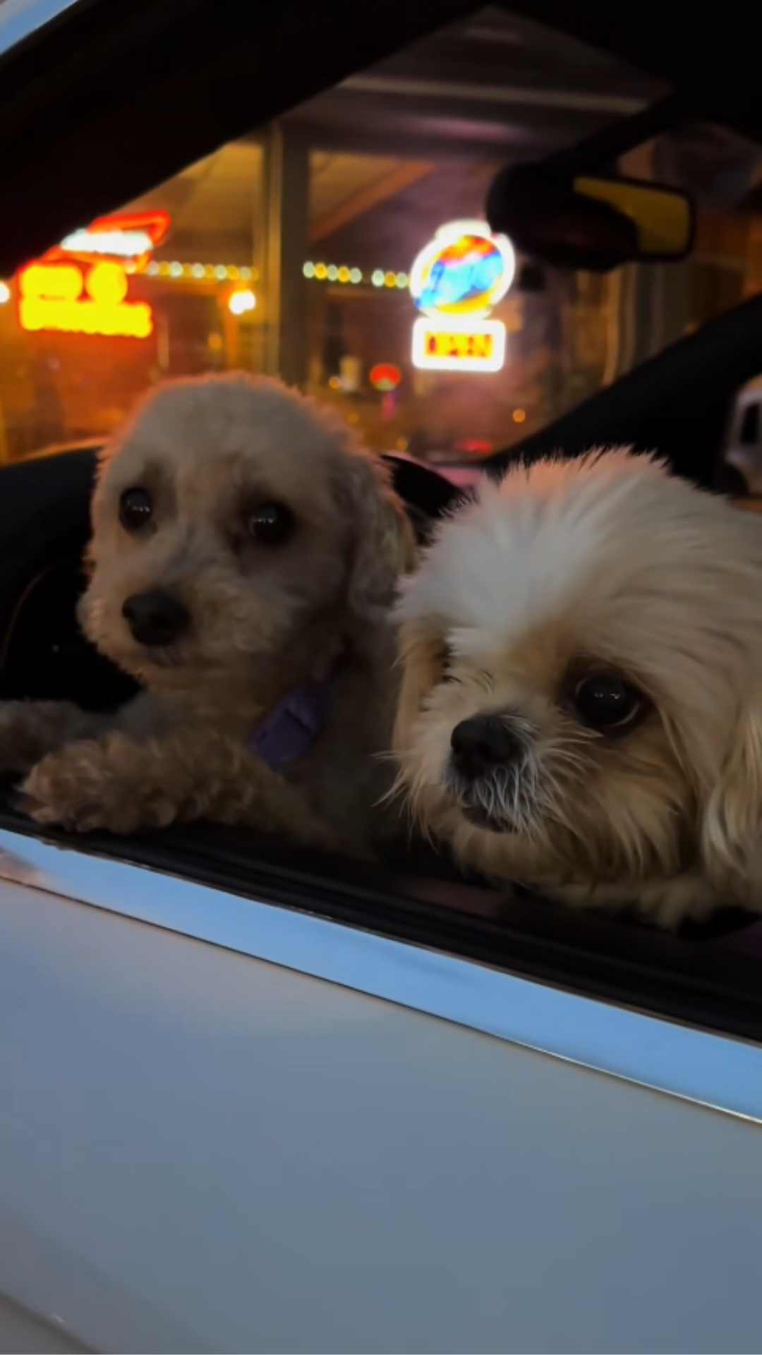 Ice Cream Date with My Cousin Skylar – Fun Pet Adventures