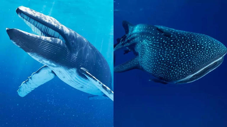 Blue Whale vs. Whale Shark: Comparing the giants’ size, diet, habitat ...