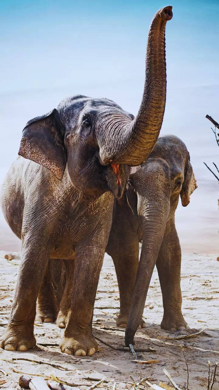10 national parks around the world known for elephant safaris and sightings