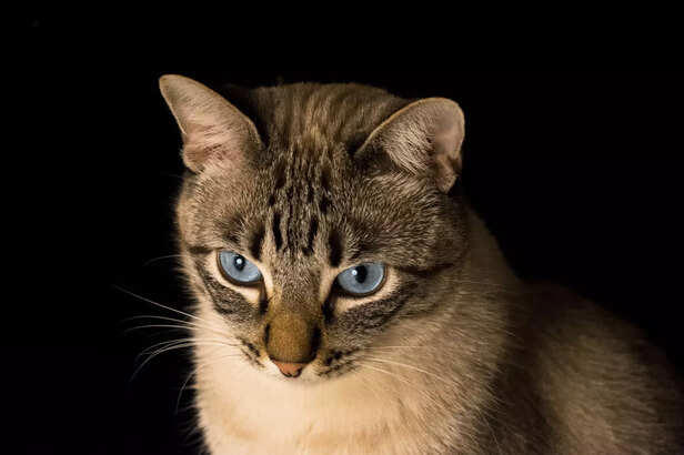 10 Cat Breeds With the Most Striking Eyes