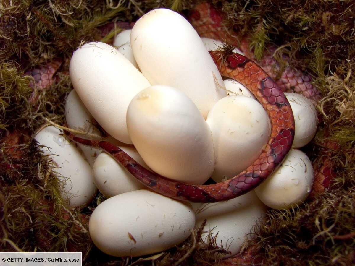 Jardin : comment identifier des œufs de serpent et quels gestes adopter