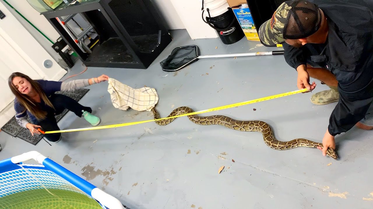 How we removed a 7 foot intruder from the garage