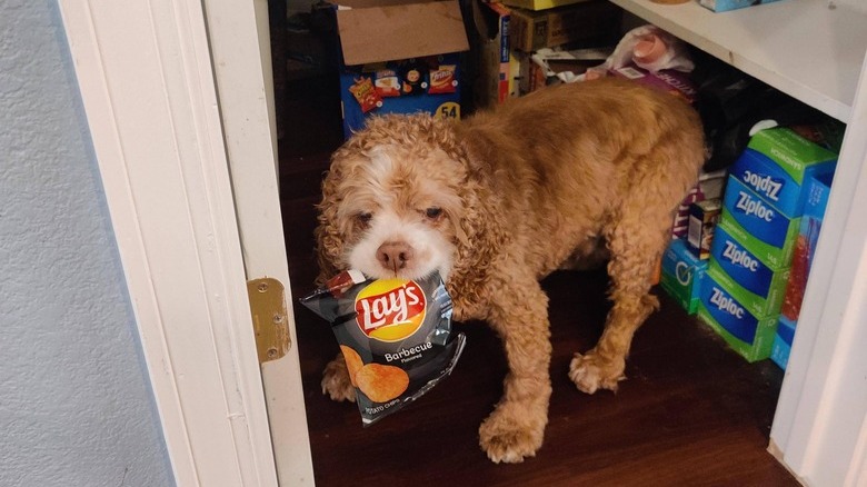 Adorable Food Thieves With No Remorse