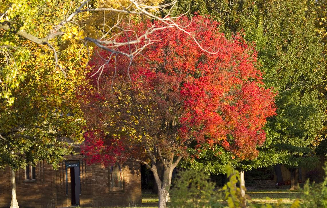 Wichita's heavy rainfall could mean more colorful trees this fall. See ...