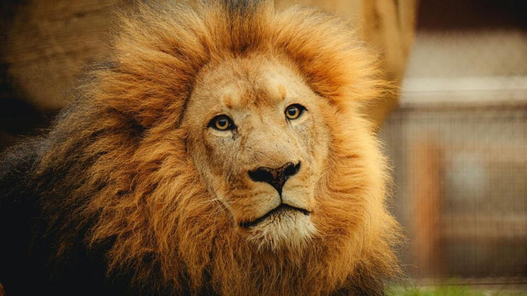 Veteran zookeeper eaten alive by pride of lions in front of tourists at ...