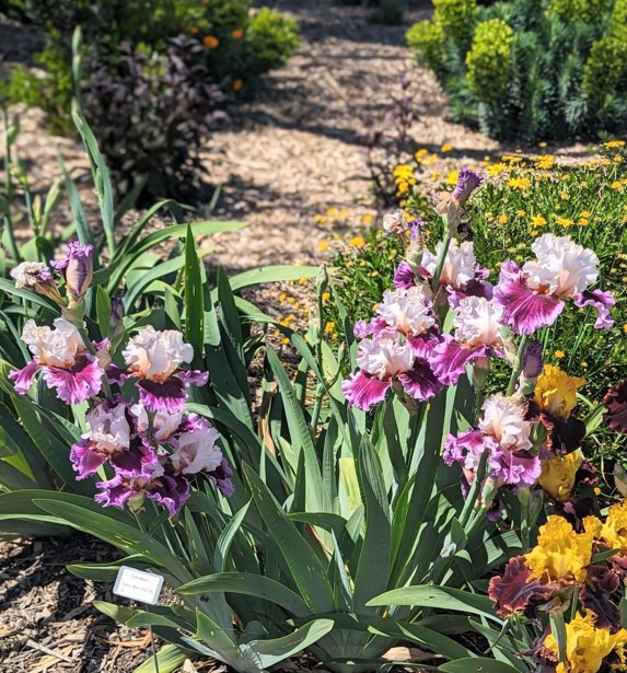 Landscaping With Bearded Iris